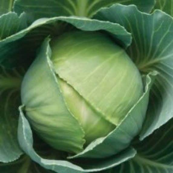 ᐅ Repollo Copenhague Market 500 Grs 🌾 Huertos Alma ☘️