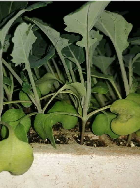 ᐅ Almácigos 🌾 Huertos Alma 🌿 Los Mejores Almácigos 🌾