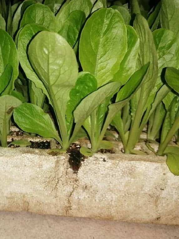 ᐅ Almácigos 🌾 Huertos Alma 🌿 Los Mejores Almácigos 🌾