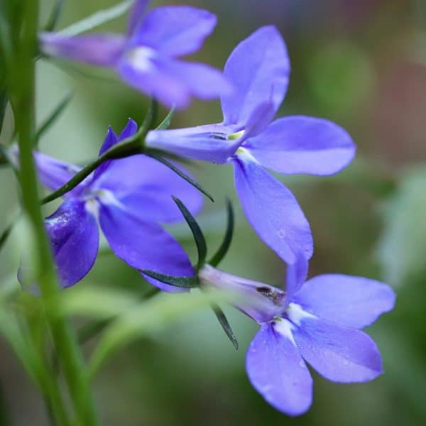 ᐅ Semillas De Lobelia Enana Compacta 🌾 Huertos Alma ☘️