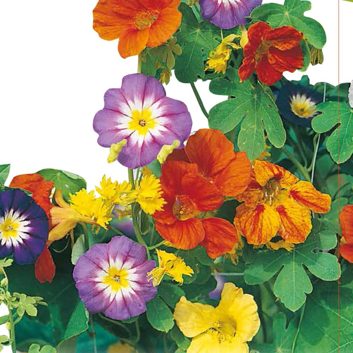 ᐅ Planta Dolar Negro Plectranthus Ciliatus 🌿 Huertos Alma 🌾