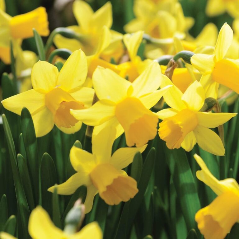 ᐅ Bulbo de Gladiolo Narciso Tete a Tete 🌾 Huertos Alma ☘️