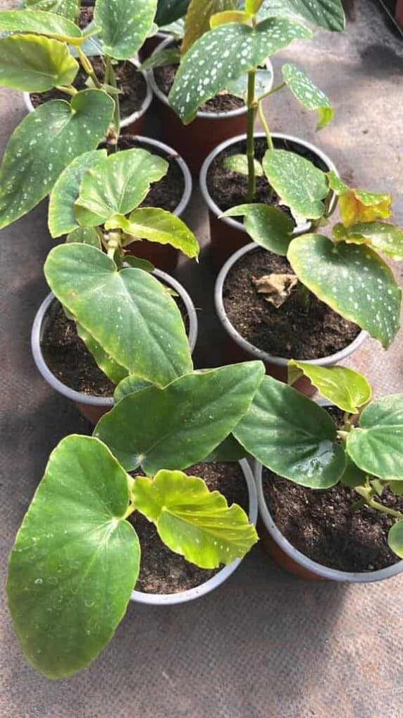 ᐅ Corazón de María 🌾 Huertos Alma ☘️