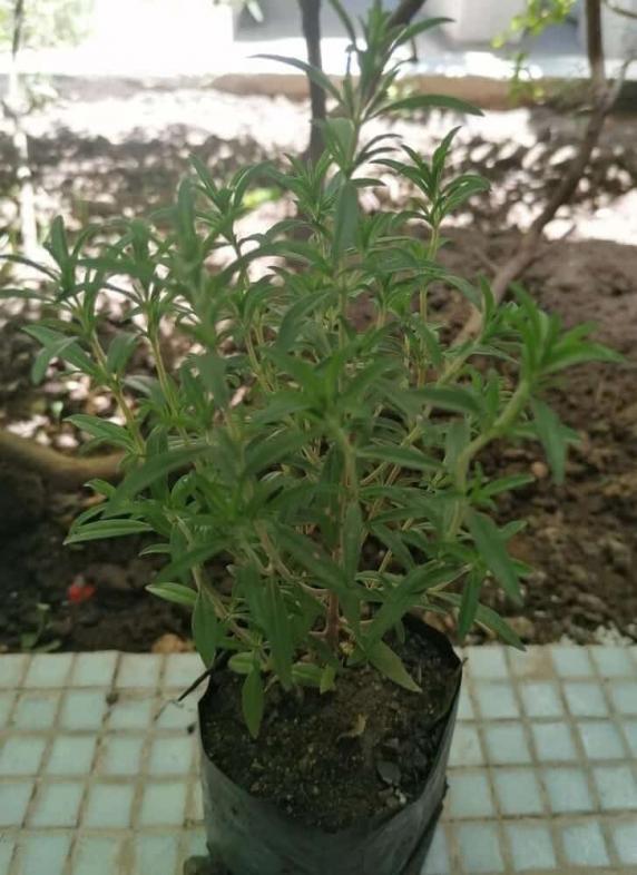 ᐅ Almácigos 🌾 Huertos Alma 🌿 Los Mejores Almácigos 🌾