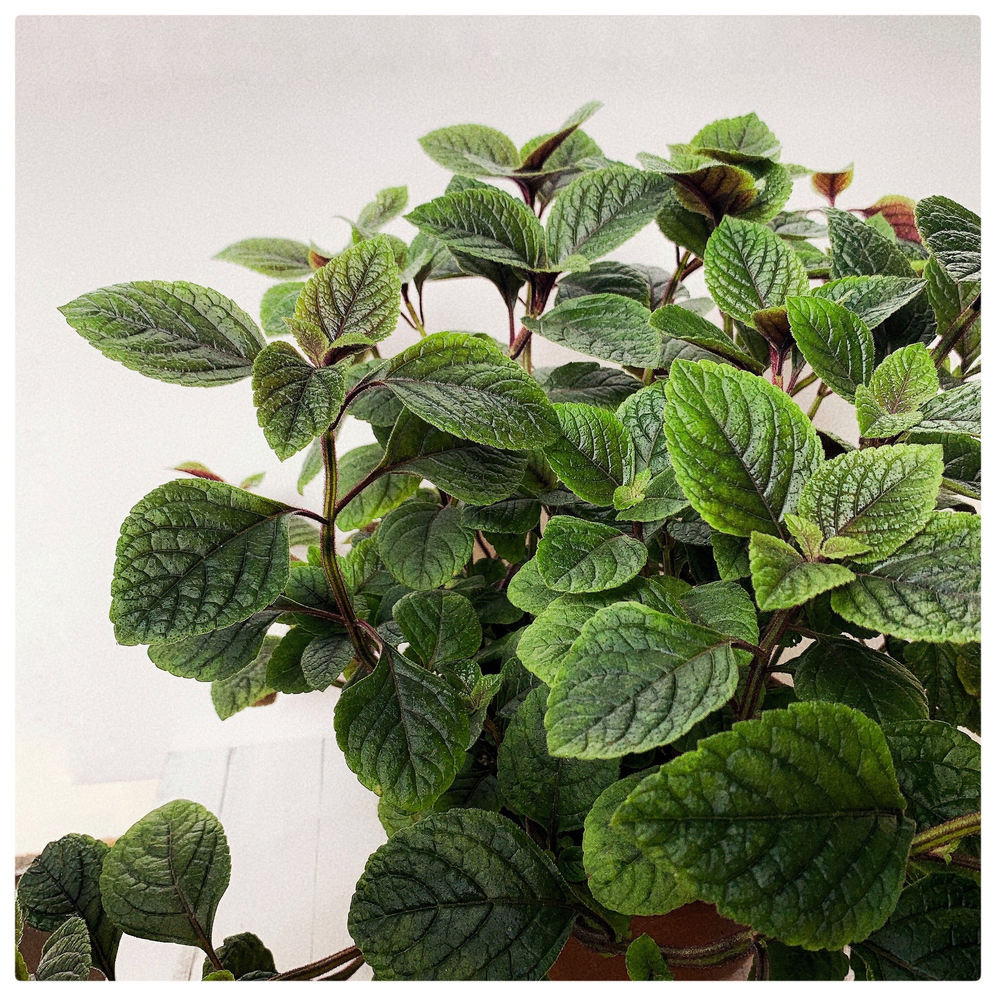 ᐅ Planta Dolar Negro Plectranthus Ciliatus 🌿 Huertos Alma 🌾