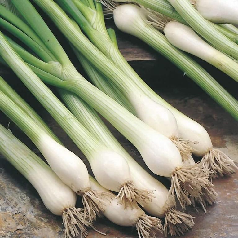 ᐅ Semillas de Cebollín 🌾 Huertos Alma ☘️